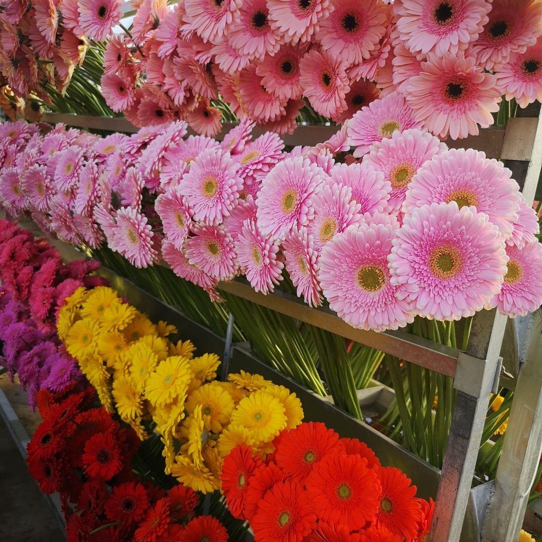 Fleurs françaises | rosedor